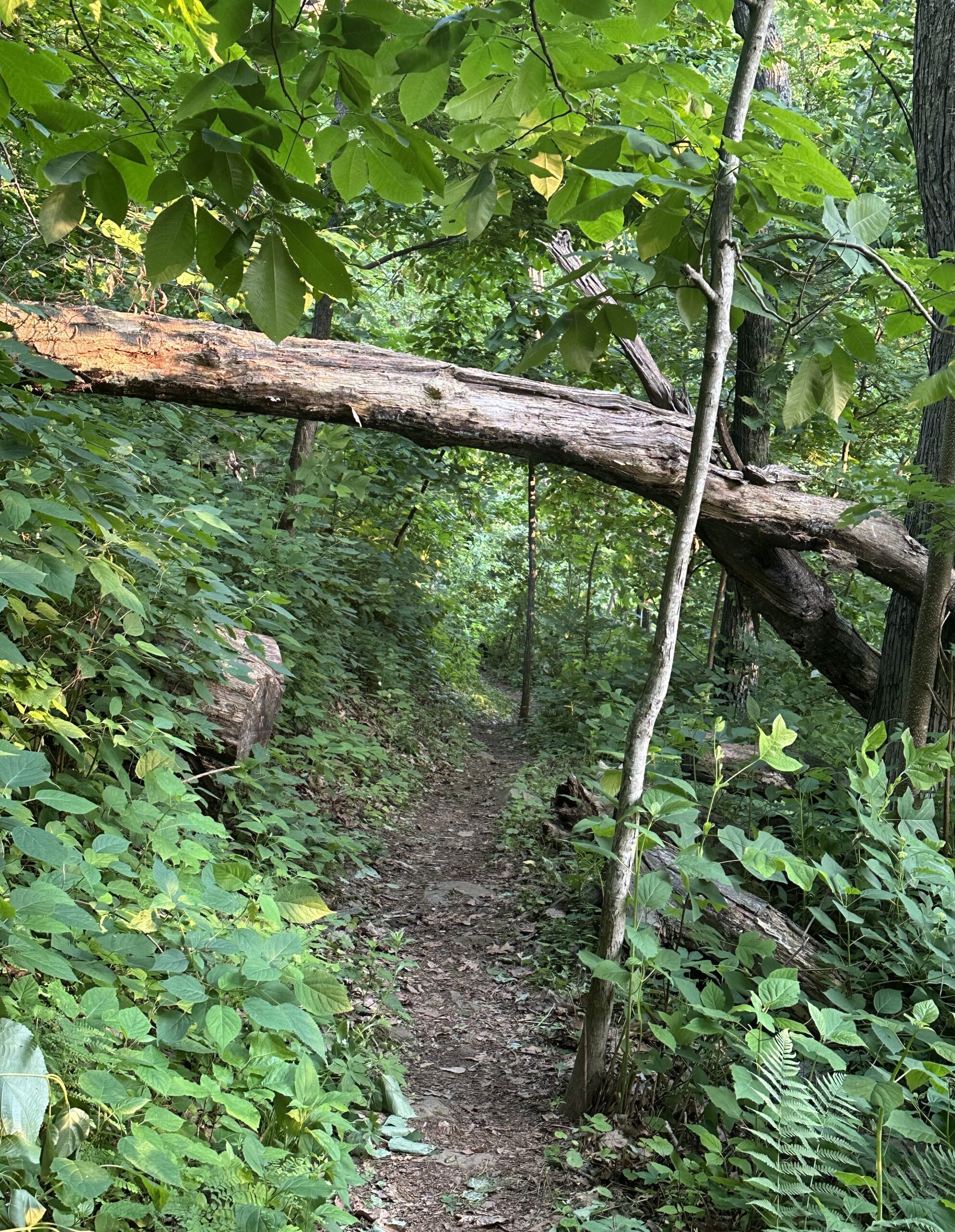 AT Day 61: Humpback Mtn to Rockfish Gap - Purple Haze Hikes